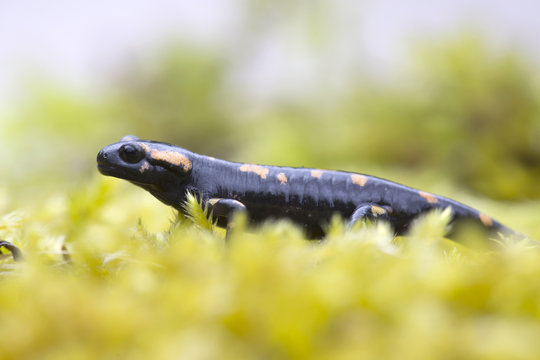 Imágenes de Urodel: descubre bancos de fotos, ilustraciones, vectores y ...