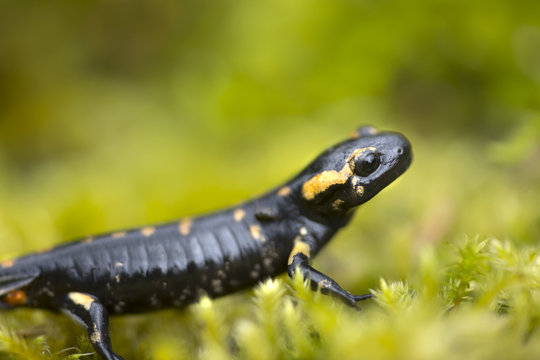 รูปภาพUrodel – เลือกดูภาพถ่ายสต็อก เวกเตอร์ และวิดีโอ6 | Adobe Stock