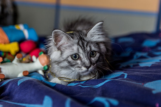 รูปภาพRonronne – เลือกดูภาพถ่ายสต็อก เวกเตอร์ และวิดีโอ108 | Adobe Stock