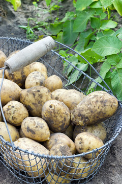 "Potato Tops"-Bilder: Stock-Fotos & -Videos. | Adobe Stock