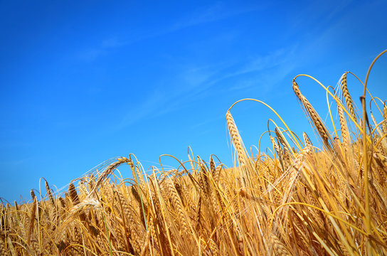 Gerstenfeld Bilder – Durchsuchen 260,334 Archivfotos, Vektorgrafiken ...