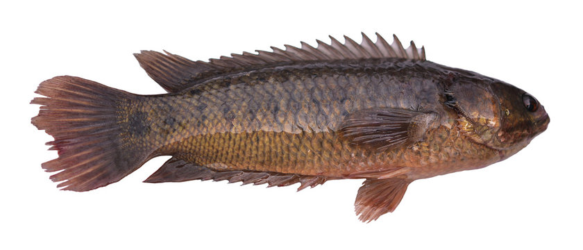 Anabantidae Bilder – Durchsuchen 436 Archivfotos, Vektorgrafiken und ...