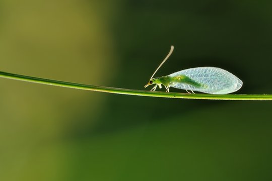 Imágenes de Chrysopa: descubre bancos de fotos, ilustraciones, vectores ...