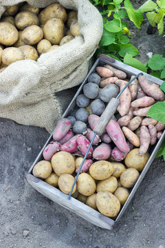 "Potato Tops"-Bilder: Stock-Fotos & -Videos. | Adobe Stock