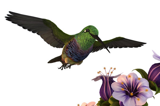 Puffleg Images – Browse 125 Stock Photos, Vectors, and Video | Adobe Stock