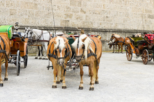 Horse-Driven Images – Browse 273 Stock Photos, Vectors, and Video ...