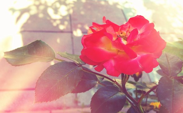 Sofr Images – Browse 55 Stock Photos, Vectors, and Video | Adobe Stock
