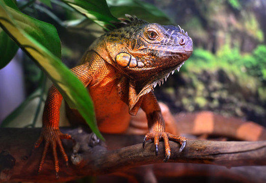 รูปภาพAcrodonta – เลือกดูภาพถ่ายสต็อก เวกเตอร์ และวิดีโอ11,557 | Adobe ...