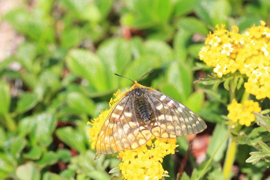 Parnassiinae Images – Browse 40 Stock Photos, Vectors, and Video ...