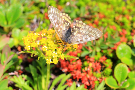 Parnassiinae Images – Browse 40 Stock Photos, Vectors, and Video ...