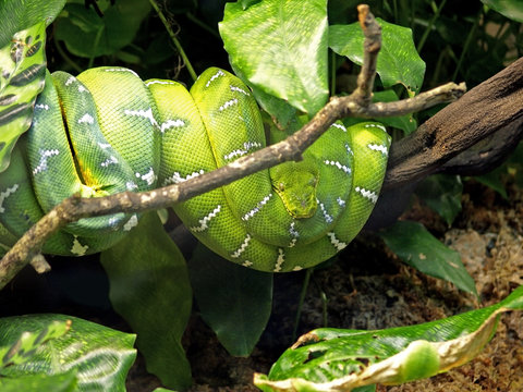 Corallus Bilder – Durchsuchen 875 Archivfotos, Vektorgrafiken und ...