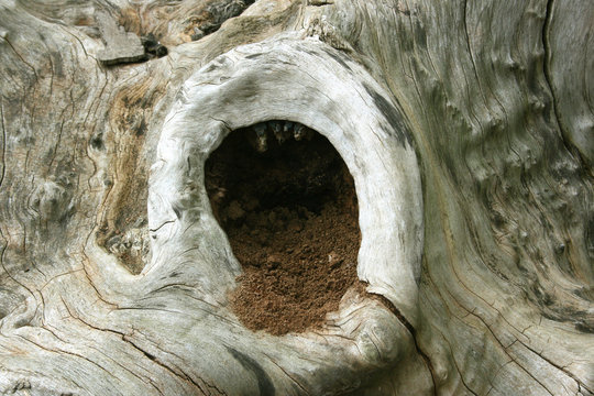 「Astloch」の写真素材 | 3,663件の無料イラスト画像 | Adobe Stock