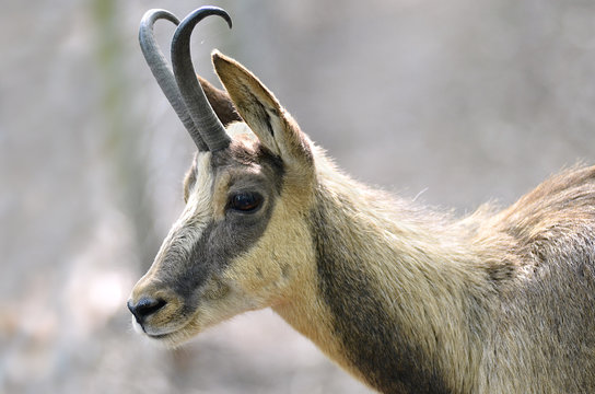 รูปภาพChamois – เลือกดูภาพถ่ายสต็อก เวกเตอร์ และวิดีโอ26,251 | Adobe Stock