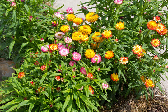 「Strohblumen」の写真素材 | 541件の無料イラスト画像 | Adobe Stock