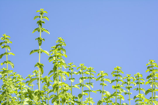 Pennyroyal 이미지 찾아보기 663 스톡 사진 벡터 및 비디오 Adobe Stock