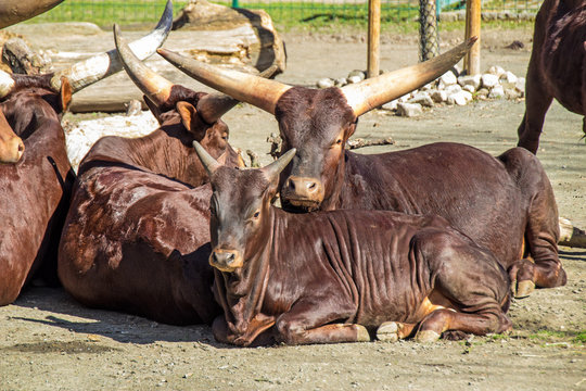 Watus Images – Browse 10 Stock Photos, Vectors, and Video | Adobe Stock