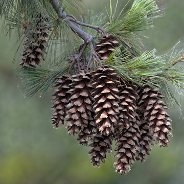 รูปภาพ"Pommes De Pin" – เลือกดูภาพถ่ายสต็อก เวกเตอร์ และวิดีโอ2,057 ...