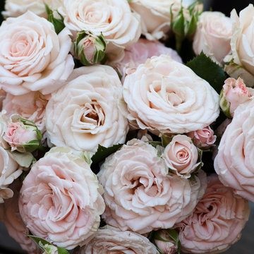 "Roses Background" Imej – Semak Imbas 46 Foto, Vektor dan Video Stok ...