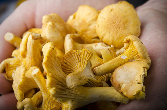 Kantareller Images – Browse 40 Stock Photos, Vectors, and Video | Adobe ...