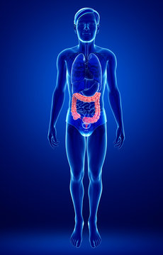 "Sigmoid Flexure" Images – Browse 433 Stock Photos, Vectors, and Video ...