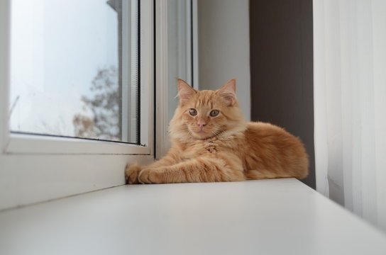 Imagens de "Orange Cat" – Explore Fotografias do Stock, Vetores e ...