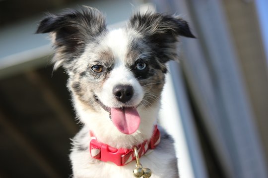 "Mini Australian Shepherd" Images – Browse 724 Stock Photos, Vectors ...