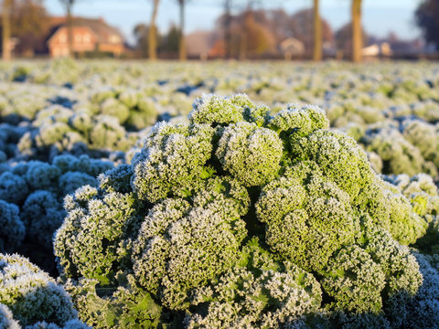 Kohlessen-Bilder: Stock-Fotos & -Videos. | Adobe Stock