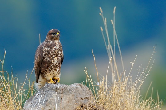 รูปภาพChickenhawk – เลือกดูภาพถ่ายสต็อก เวกเตอร์ และวิดีโอ942 | Adobe Stock