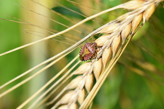 รูปภาพWeichweizen – เลือกดูภาพถ่ายสต็อก เวกเตอร์ และวิดีโอ176 | Adobe Stock