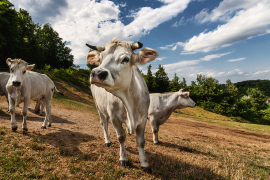 รูปภาพMucche – เลือกดูภาพถ่ายสต็อก เวกเตอร์ และวิดีโอ4,356 | Adobe Stock