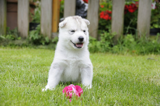 Husky-Welpe Images – Browse 53 Stock Photos, Vectors, and Video | Adobe ...