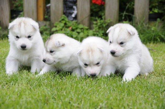 Husky-Welpe Images – Browse 53 Stock Photos, Vectors, and Video | Adobe ...