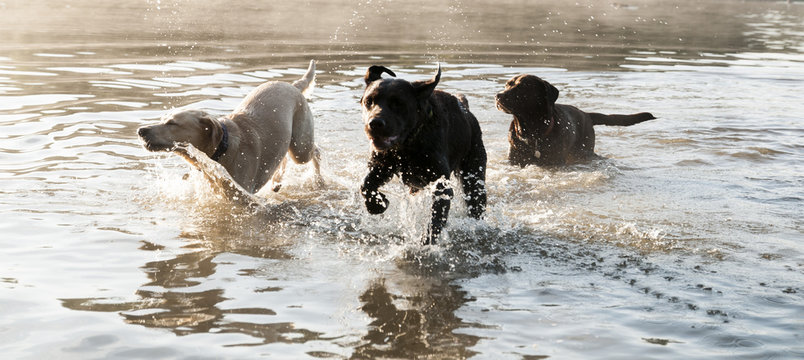 Free Dogs Images – Browse 14,398 Free Stock Photos, Vectors, and Video ...
