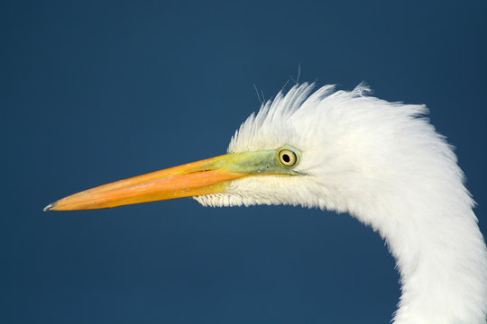 รูปภาพAigrette – เลือกดูภาพถ่ายสต็อก เวกเตอร์ และวิดีโอ6,830 | Adobe Stock