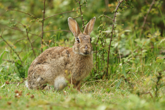 "Oryctolagus Cuniculus" Images – Browse 8,925 Stock Photos, Vectors ...