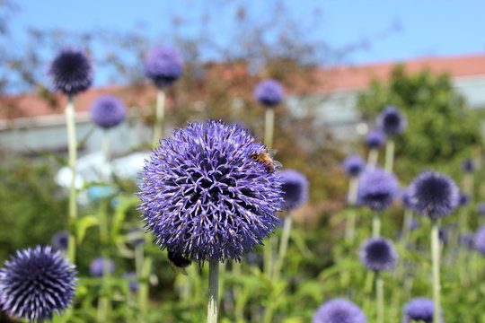 119 BESTE Kugeldisteln BILDER, STOCK-FOTOS & -VEKTORGRAFIKEN | Adobe Stock