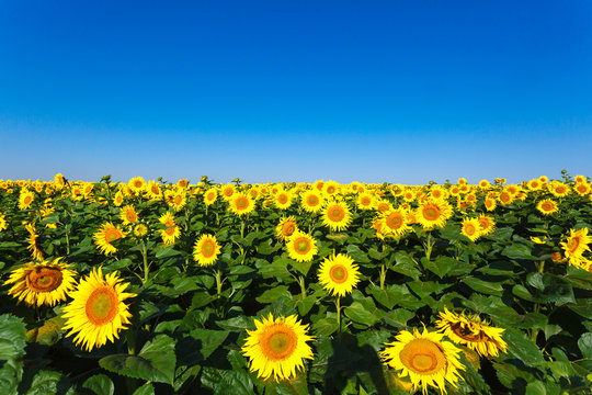 Sunflower Blue Sky Images – Browse 157,419 Stock Photos, Vectors, and ...