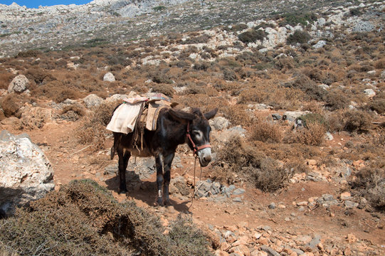 Mulo Images – Browse 656 Stock Photos, Vectors, and Video | Adobe Stock