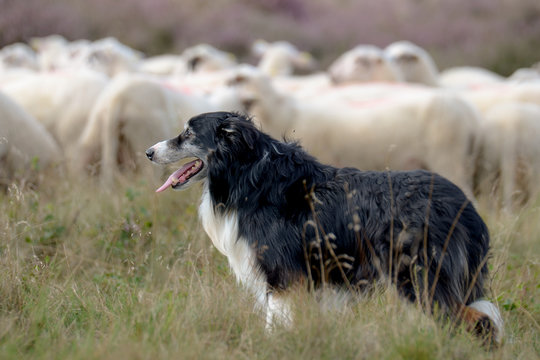 Caniforms Bilder – Durchsuchen 4,733 Archivfotos, Vektorgrafiken und ...