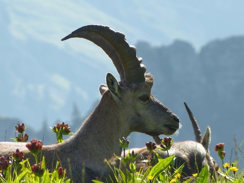 รูปภาพBouquetin – เลือกดูภาพถ่ายสต็อก เวกเตอร์ และวิดีโอ34,359 | Adobe ...