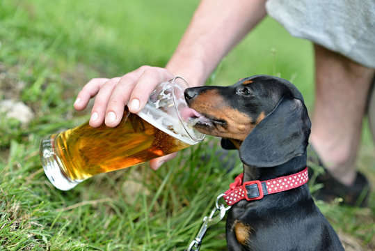 What Will Happen If A Dog Drinks Alcohol