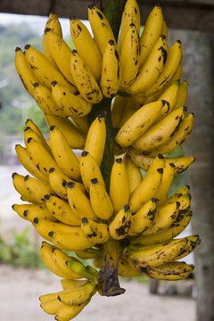 Banana-Nanica Images – Browse 1 Stock Photos, Vectors, and Video ...