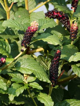 Scoke Bilder – Durchsuchen 2,632 Archivfotos, Vektorgrafiken und Videos ...