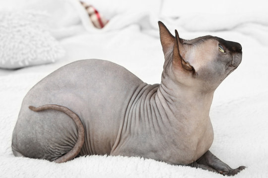 รูปภาพAtrichous – เลือกดูภาพถ่ายสต็อก เวกเตอร์ และวิดีโอ84 | Adobe Stock