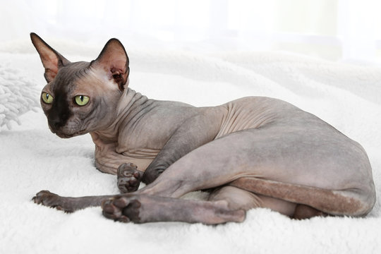 รูปภาพAtrichous – เลือกดูภาพถ่ายสต็อก เวกเตอร์ และวิดีโอ84 | Adobe Stock