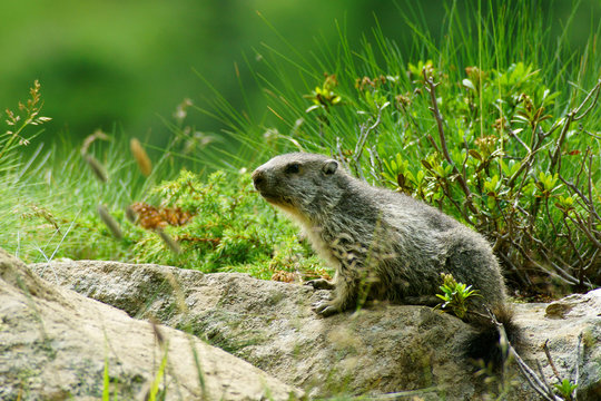 「Topolone」の画像 - 243 件の Stock 写真、ベクターおよびビデオ | Adobe Stock