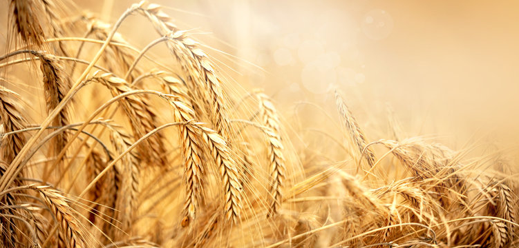 「Caryopse」の写真素材 | 23,712件の無料イラスト画像 | Adobe Stock