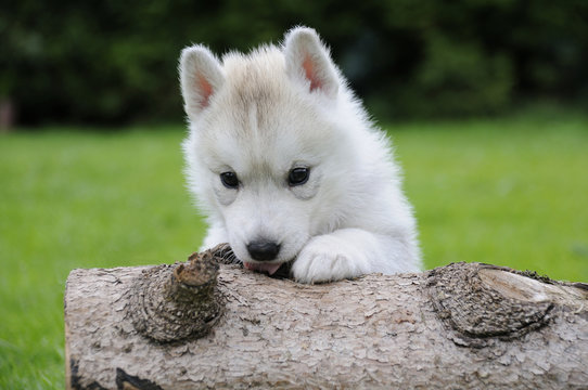 Husky-Welpe Images – Browse 53 Stock Photos, Vectors, and Video | Adobe ...