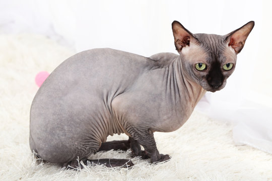 รูปภาพAtrichous – เลือกดูภาพถ่ายสต็อก เวกเตอร์ และวิดีโอ84 | Adobe Stock