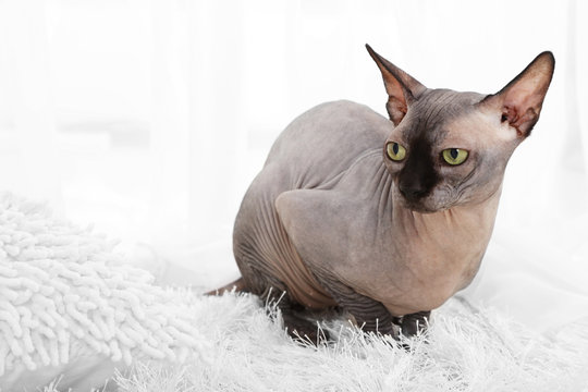 รูปภาพAtrichous – เลือกดูภาพถ่ายสต็อก เวกเตอร์ และวิดีโอ84 | Adobe Stock